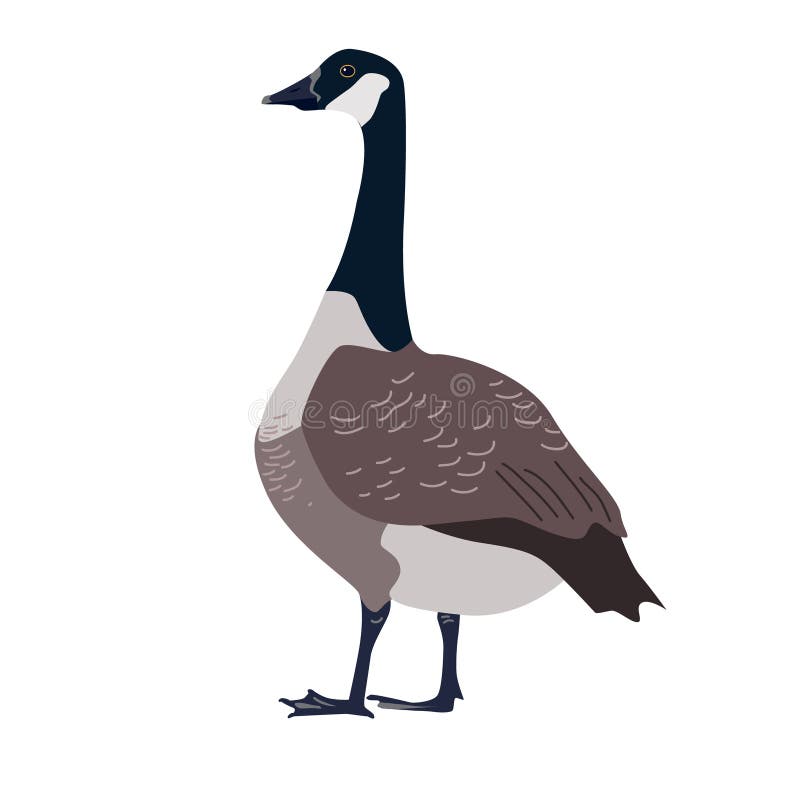 Isolated Canada Geese Icon, Vector Isolated Illustration. Standing Bird ...