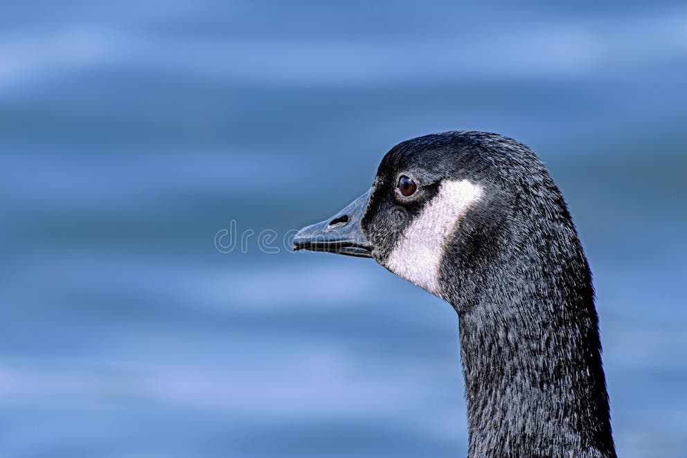 Canada Goose head and neck stock photo. Image of white - 377821596