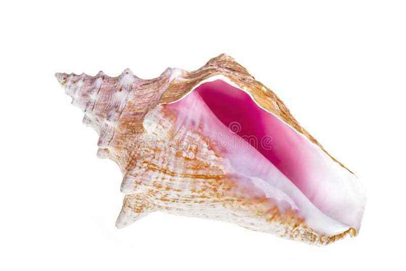 Conch shell on white stock image. Image of caribbean - 30241719