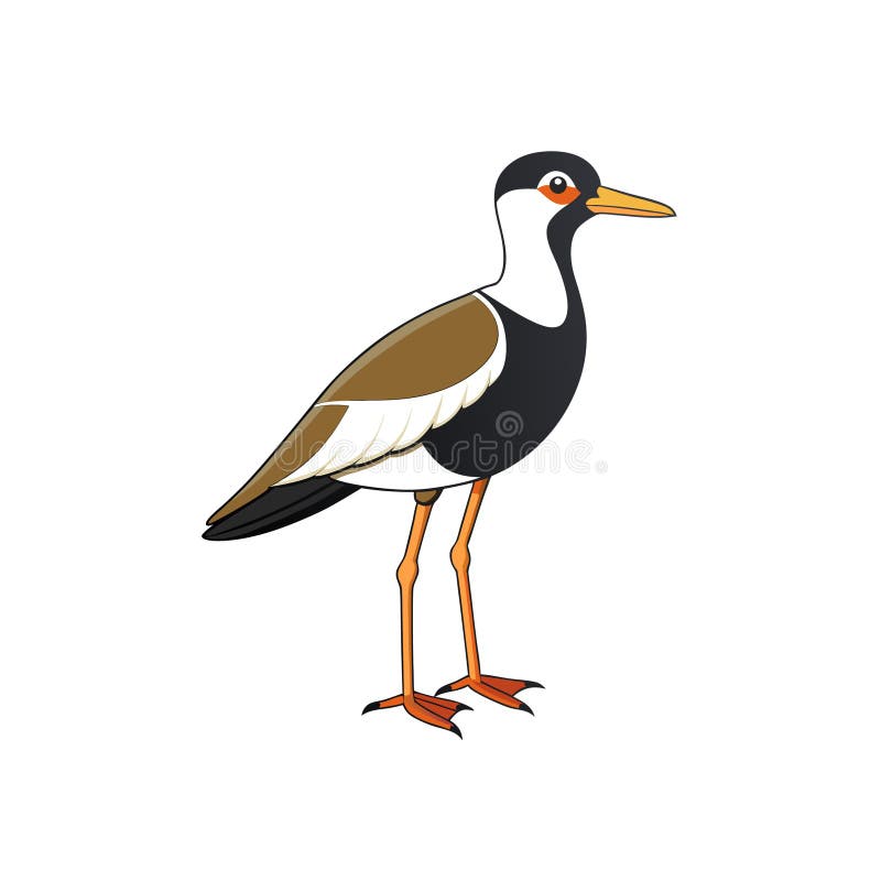 Isolated Cartoon Image of a Lapwing Bird Standing Stock Image ...