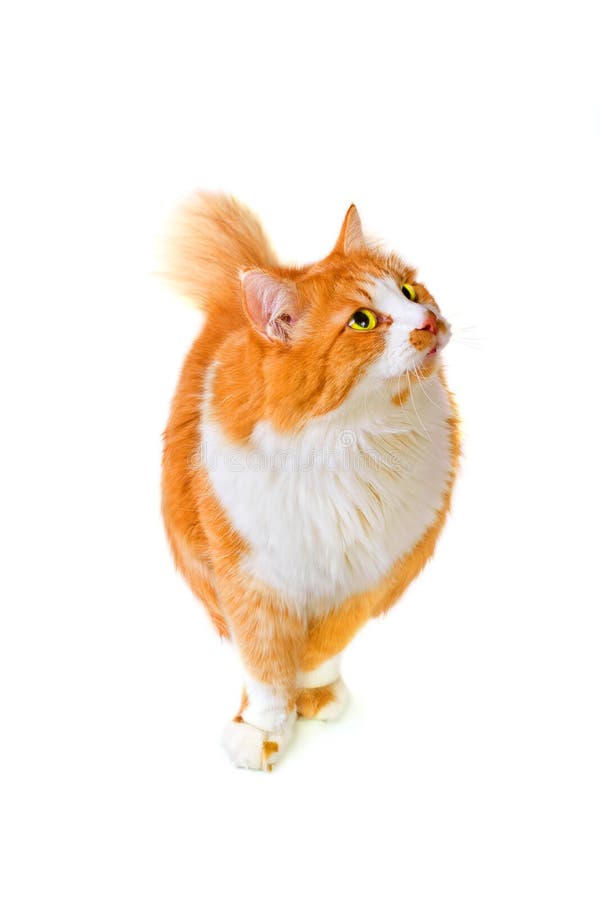 Isolated cat stock image. Image of view, shot, curiosity - 27760625