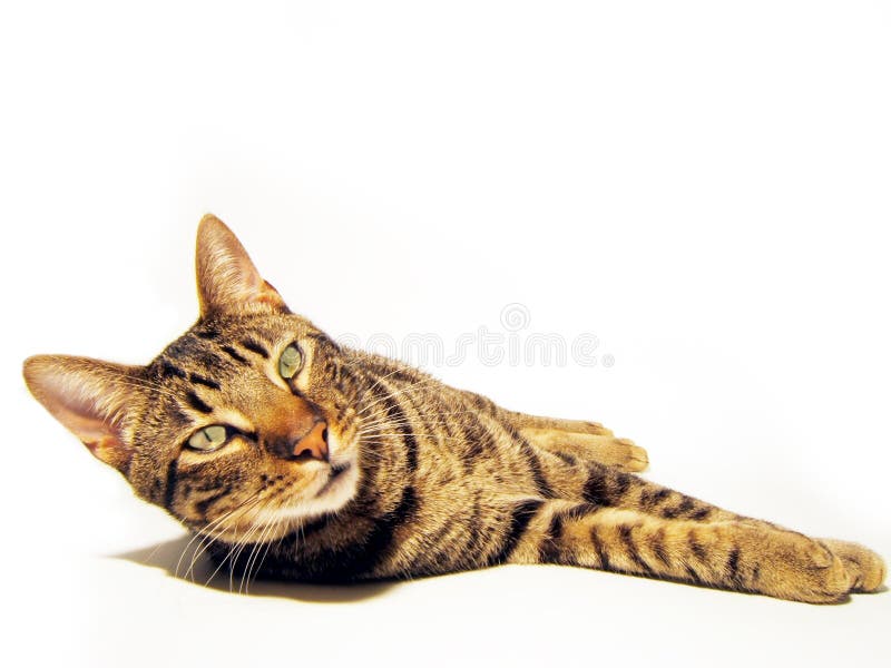 Calico Cat on Animal Print with Mirror Stock Photo - Image of lonh ...