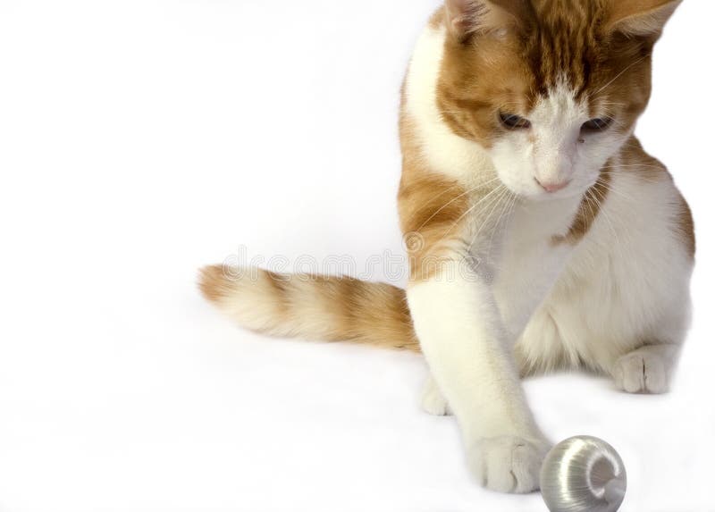 Isolated Cat stock photo. Image of isolated, decorations - 7346744