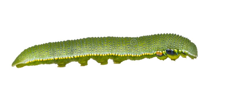 Isolated Caterpillar Of Great Orange Tip Butterfly Anthocharis Stock