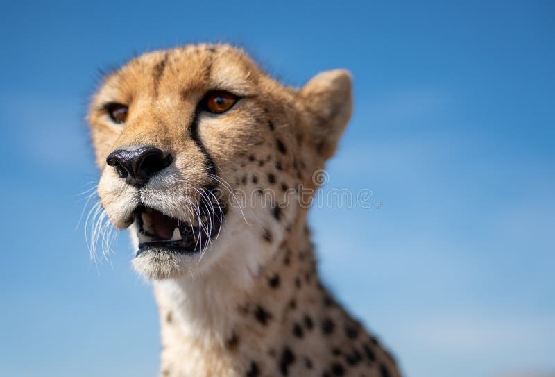 Isolated Cheetah Head Over Blue Sky in the Background Stock Image ...