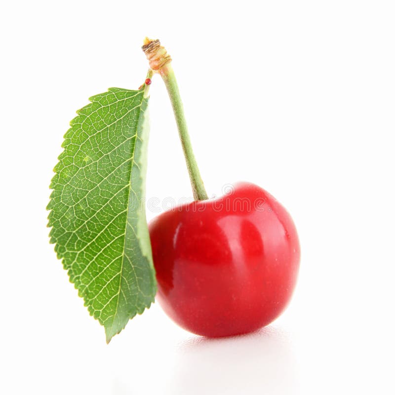 Isolated cherry stock image. Image of cherry, nutrition - 25105143