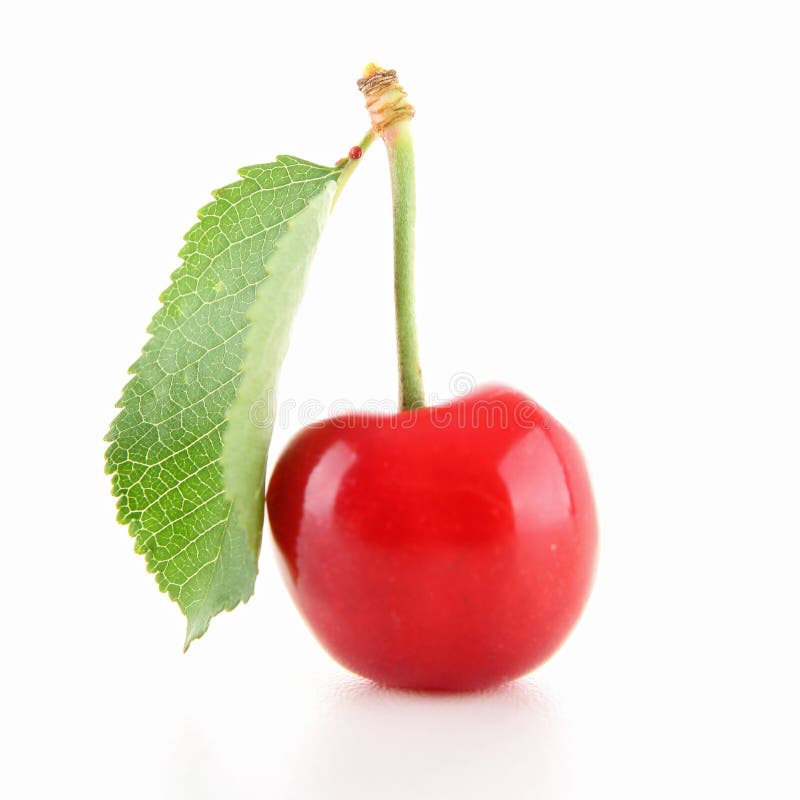 Isolated cherry stock image. Image of cherry, nutrition - 25105143