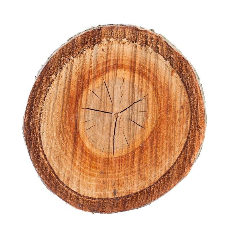 Isolated Cherry Tree Round Slice Stock Photo - Image of ring, slice ...