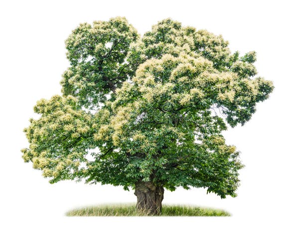 Isolated chestnut tree stock image. Image of ecology - 32155727