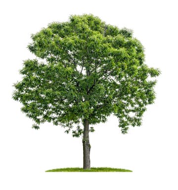 Isolated Chestnut Tree on a White Background Stock Image - Image of ...