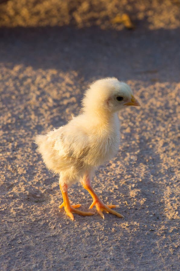 An Isolated Chick among Water Lily Leaves Stock Photo - Image of botany ...