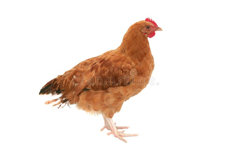 Isolated chicken stock image. Image of bird, meat, poultry - 7257007