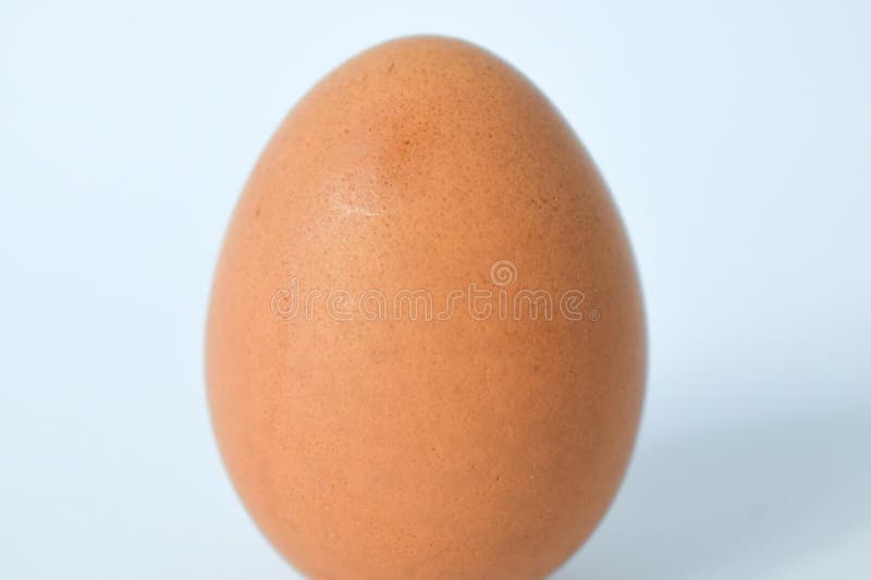 Isolated Chicken Single Chicken Egg Stock Image - Image of protein ...