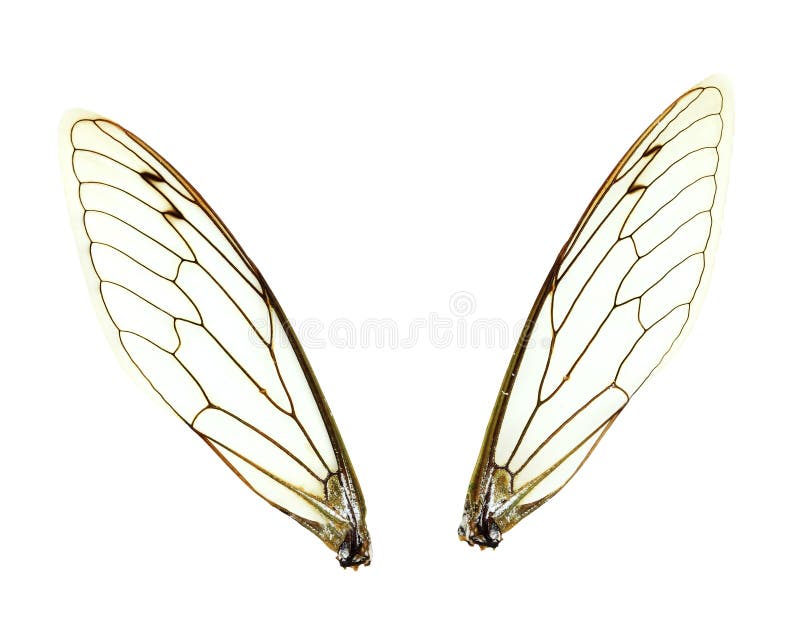 Cicada wings. stock photo. Image of pattern, white, pair - 25719294