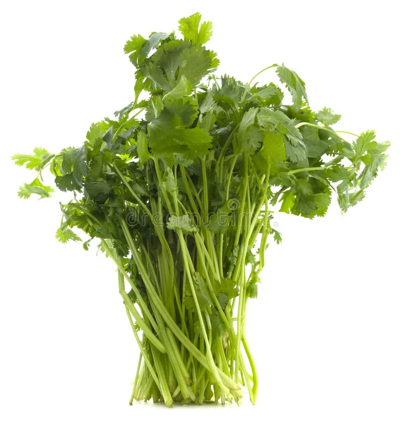 Isolated Cilantro Plant stock image. Image of angle - 248347301