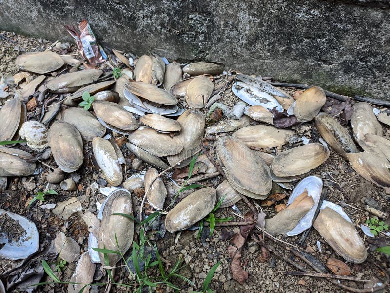 Isolated Shells are Found at Ground Level. Stock Photo - Image of ...