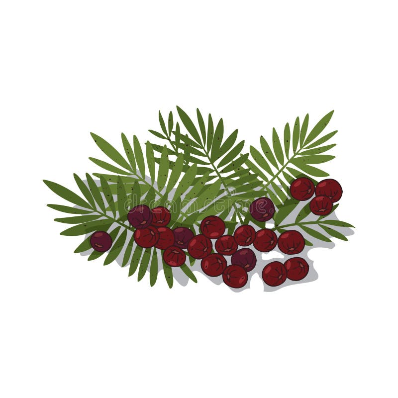 Acai Draw Stock Illustrations – 59 Acai Draw Stock Illustrations ...