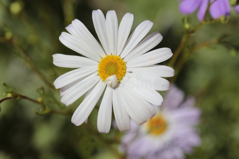 Close-up of a Beautiful White Swan River Daisy Stock Image - Image of ...