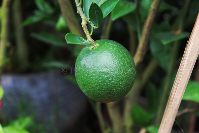 Green Malta on the tree stock photo. Image of juice - 228753416