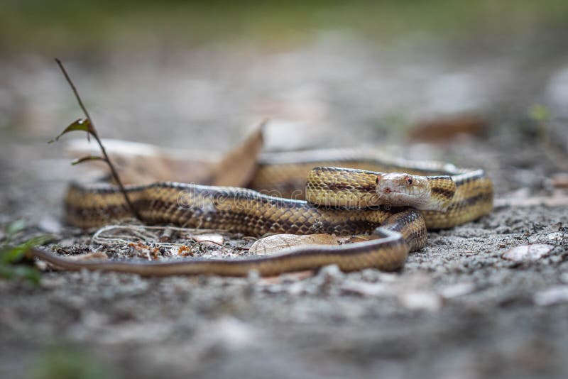 Isolated Close Up Portrait of Eastern Yellow Ratsnake Stock Image ...