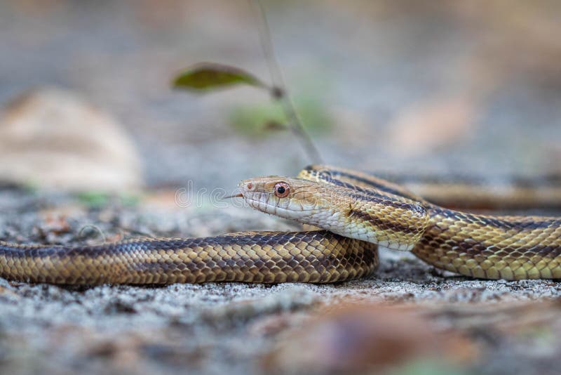Isolated Close Up Portrait of Eastern Yellow Ratsnake Stock Image ...
