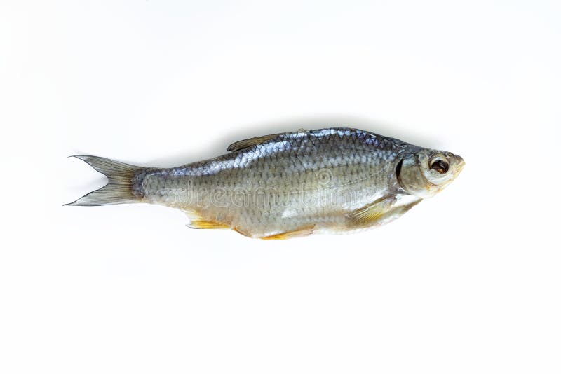 Single roach fish stock image. Image of fish, backgrounds - 6562291