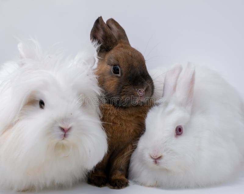 6,280 Brown White Rabbits Stock Photos - Free & Royalty-Free Stock ...
