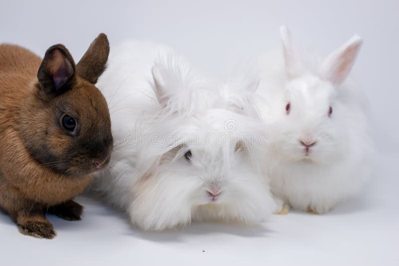 Isolated Closeup Shot of Fluffy Brown and White Rabbits Stock Image ...