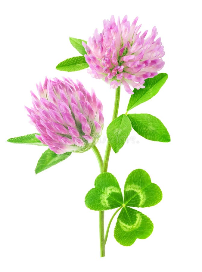 Isolated clover flower stock image. Image of trefoil - 152654295