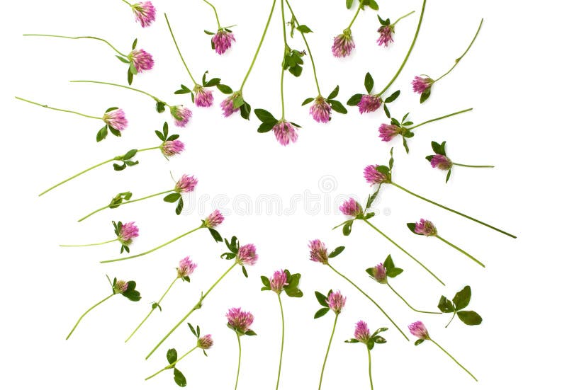 Clover Heart on the Background of a Clover with Drops of Water Stock ...