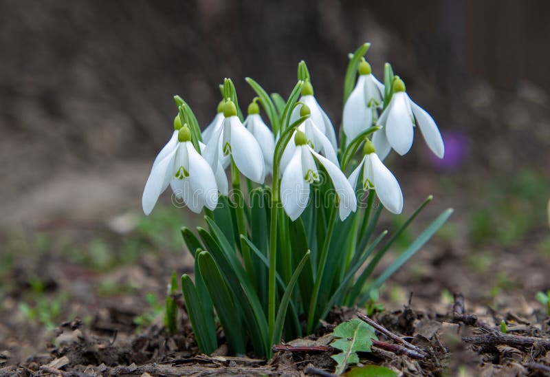 Clump of Snowdrops stock photo. Image of clump, plant - 86474284