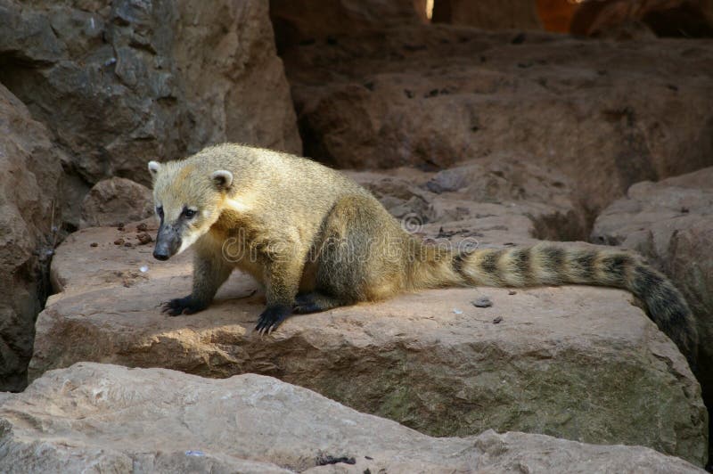Isolated Coati, Bear Species Stock Image - Image of grota, funny: 3223887