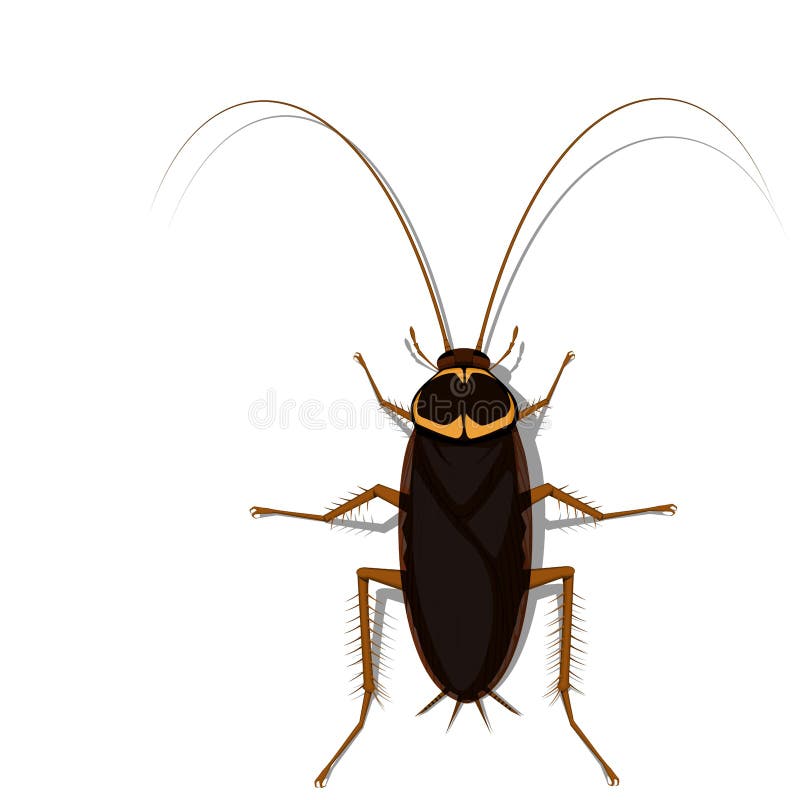 Isolated Cockroach on White Background Stock Illustration ...
