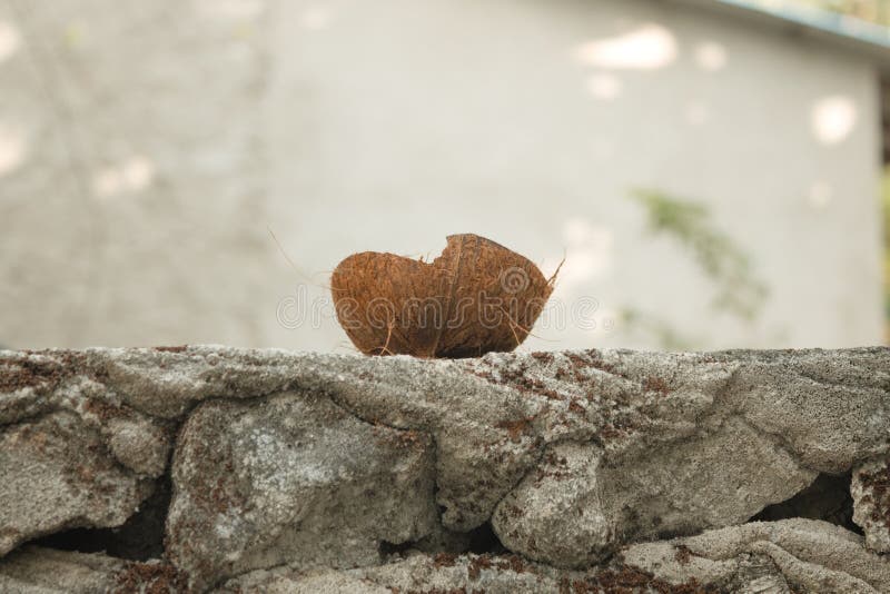 Isolated Coconut Shell on a Stone Wall Stock Photo - Image of minimal ...