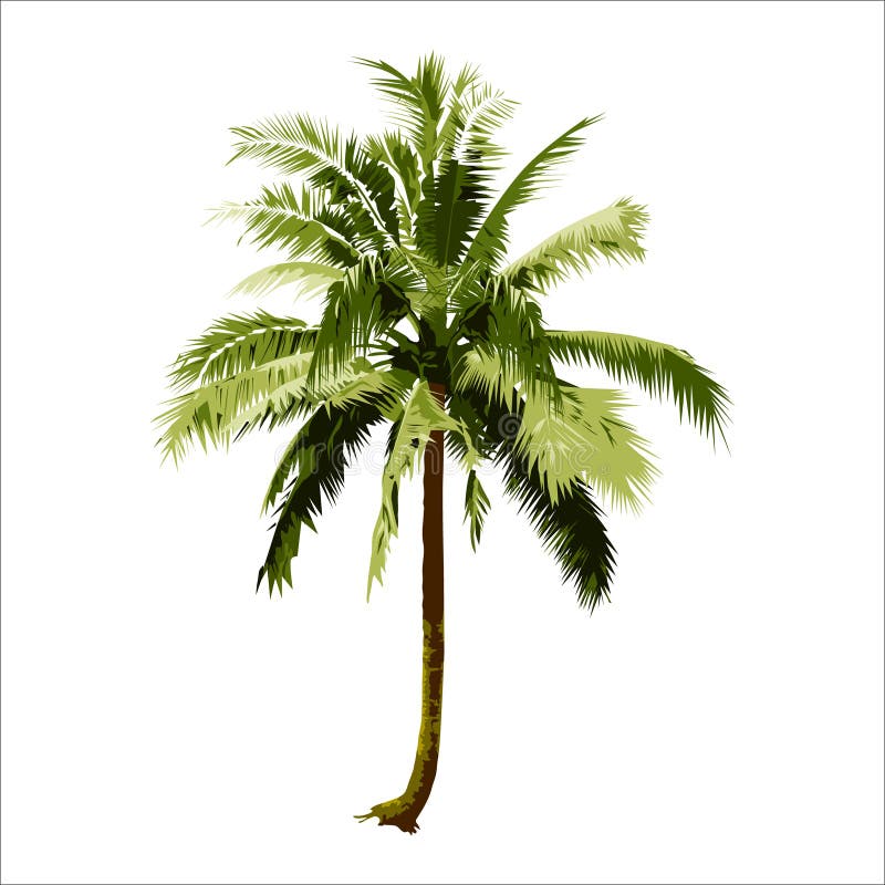 Coconut Tree Vector 280+ Tall Coconut Tree Stock Illustrations,