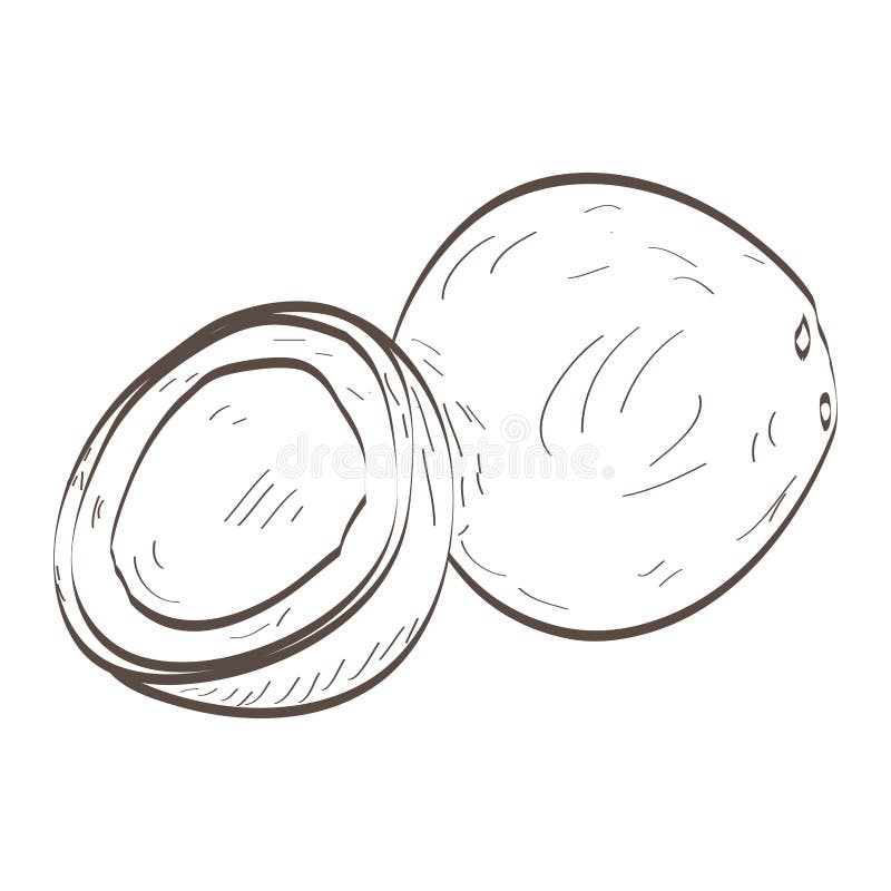 Isolated Coconuts Outline Stock Illustrations – 123 Isolated Coconuts ...