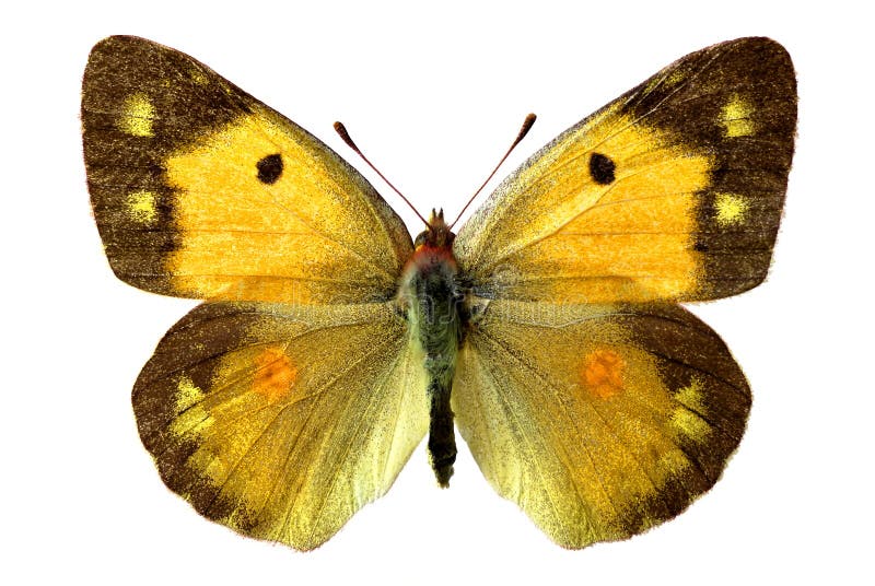 Isolated Colias butterfly stock image. Image of vein, colias - 7145513