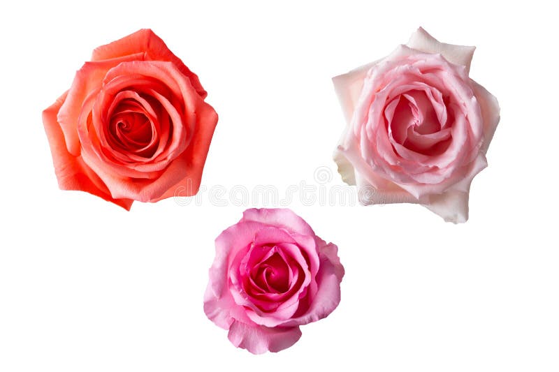 Isolated Collection of Fresh Bloom Roses Stock Image - Image of flat ...