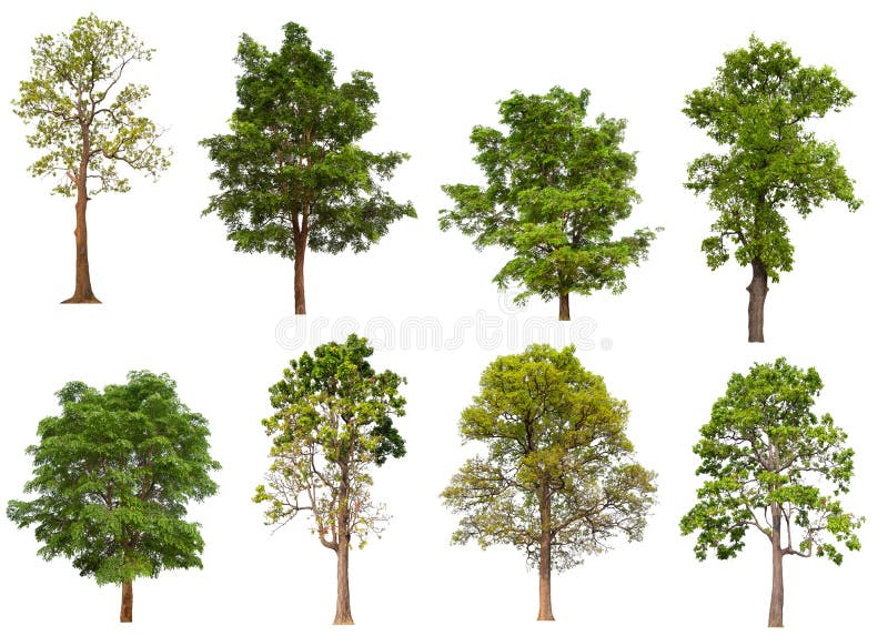 Collection of Single Oak Tree in Four Seasons Stock Image - Image of ...