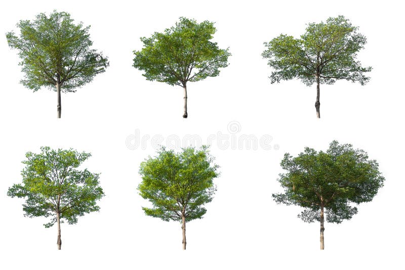 Isolated Collection of Trees on White Background Stock Image - Image of ...