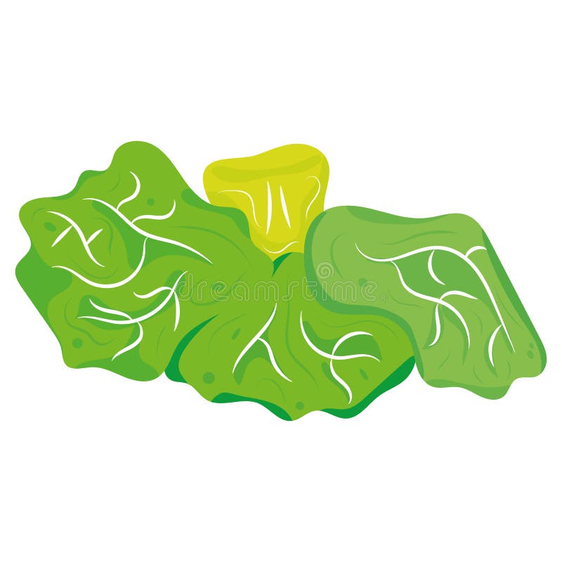 Isolated Colored Lettuce Sketch Icon Vector Stock Vector - Illustration ...