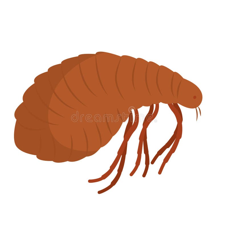 Isolated Colored Louse Insect Animal Icon Vector Stock Vector ...