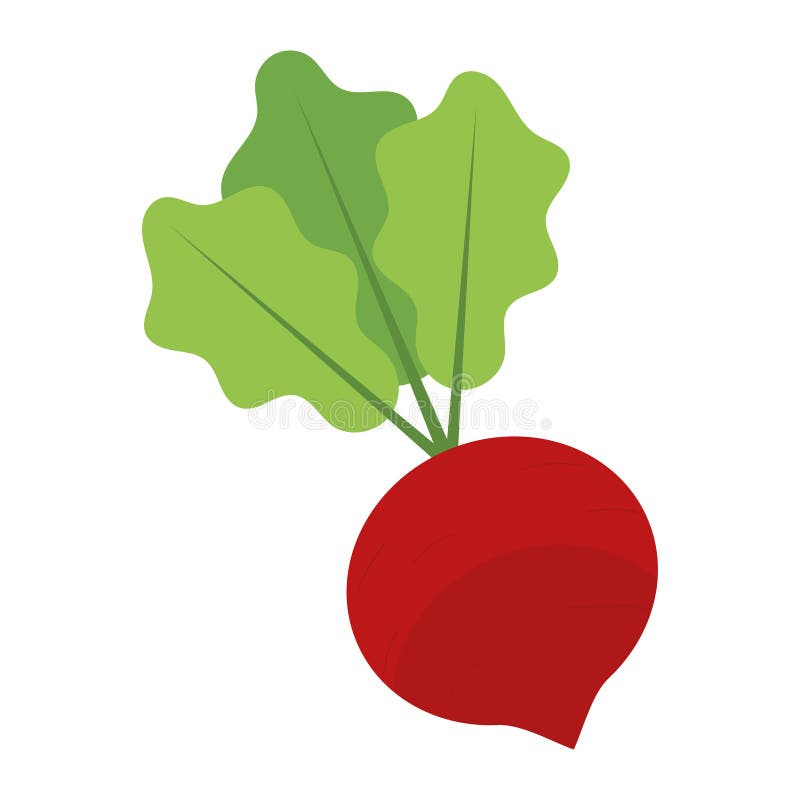 Isolated Colored Raddish Vegetable Icon Vector Stock Vector ...