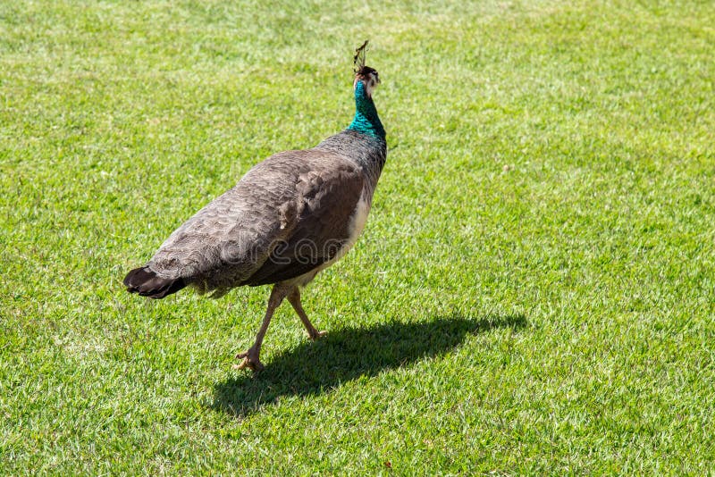 Isolated Colorful Peacock Walking through the Green Grass. Stock Photo ...