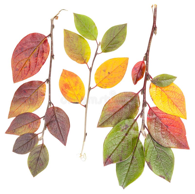 Set of Different Autumn Leaves Isolated Stock Image - Image of leaf ...