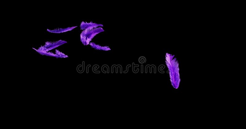 Isolated Colour Feather Floating Down on the Black Background Stock ...