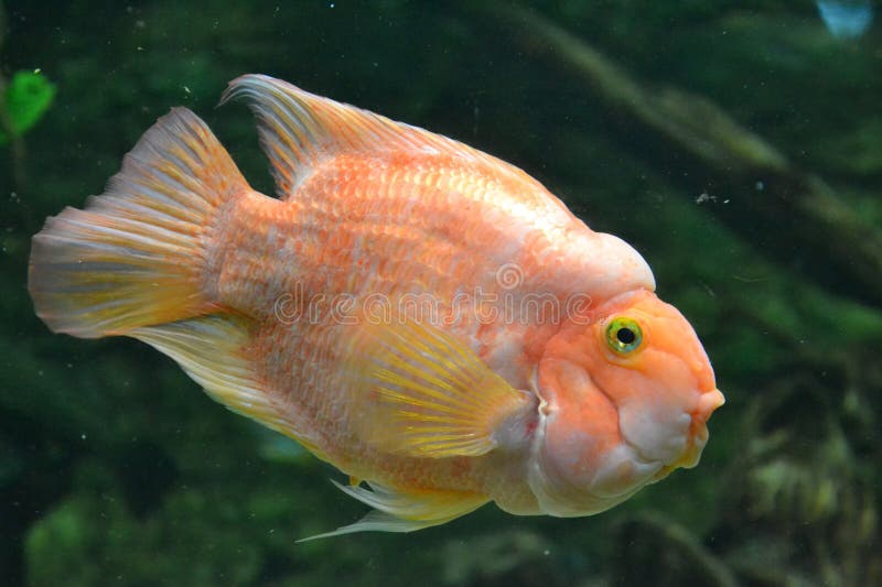 Isolated Colourful of Fresh Water Tilapia in the Glass Tank Stock Image ...