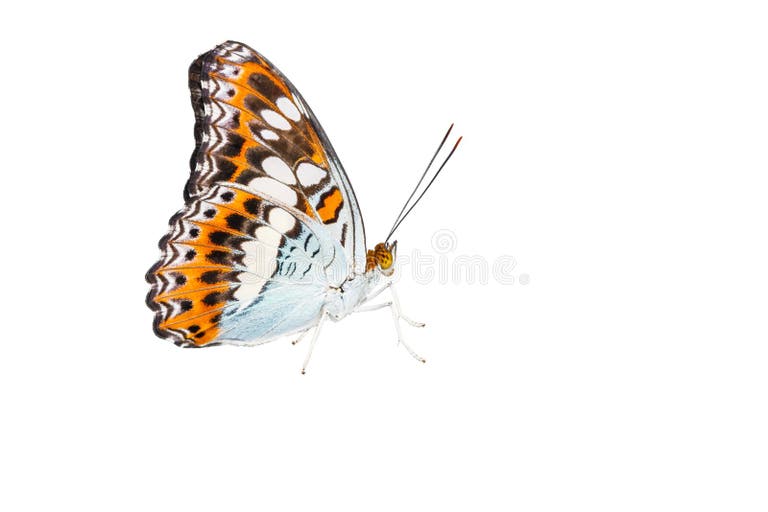 Isolated Commander Butterfly on White ( Moduza Procris ) Stock Photo ...