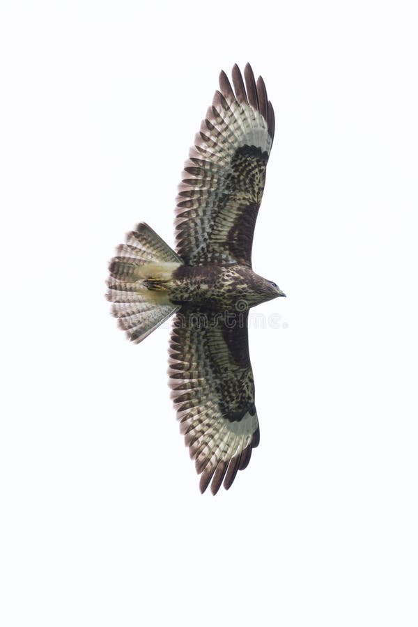 Isolated Common Buzzard Buteo Buteo Flying with Spread Wings Stock ...