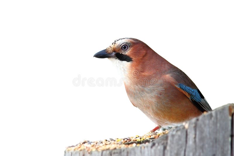 Isolated Common Jay on Stump Stock Photo - Image of perching, isolated ...